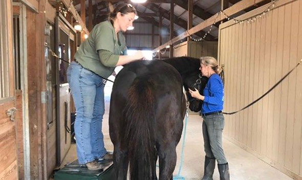Meet Dr. Jones | Stable and Stock